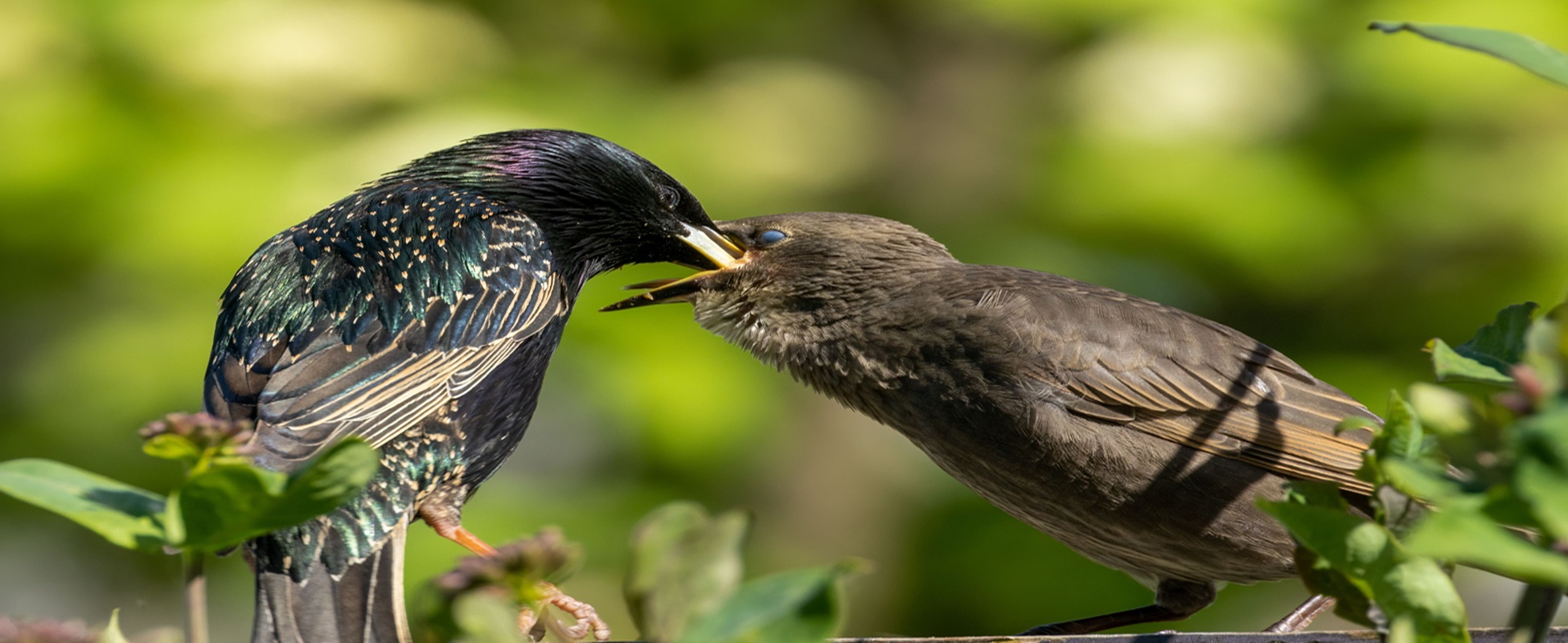 9 Fascinating Bird Behaviors Explained | What They Really Mean